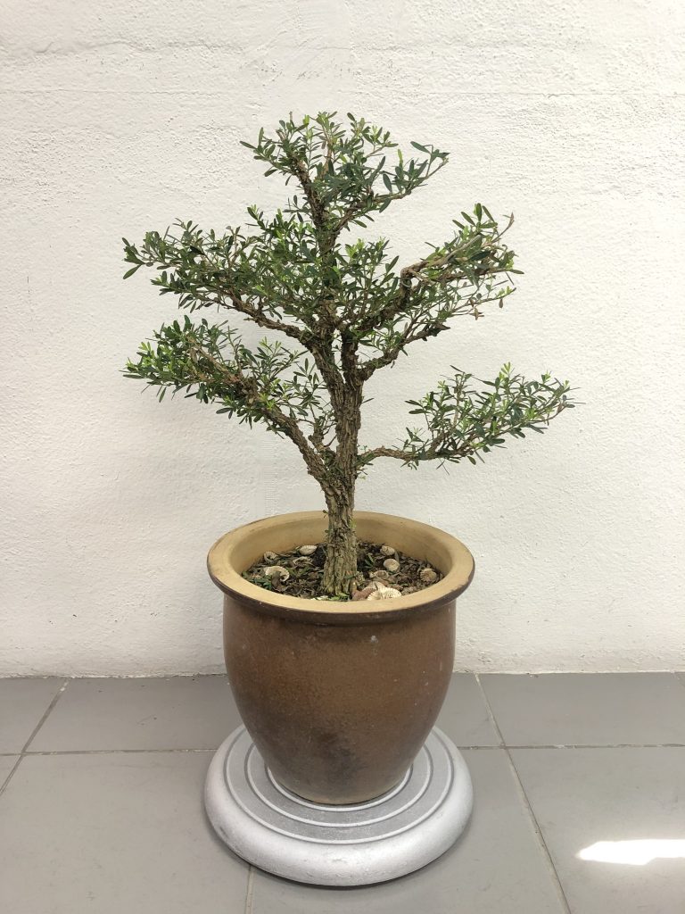 Aluminium Bonsai Turntable (Round) – Ho Yow